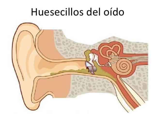 Partes del oido humano