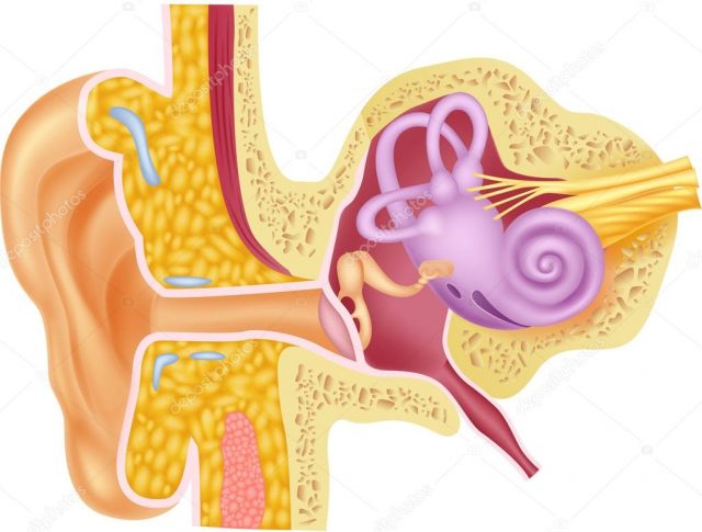Partes de la oreja humana