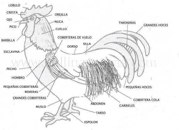 Partes de la gallina